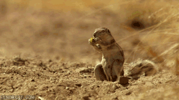 Squirrel wildlife animals GIF - Find on GIFER