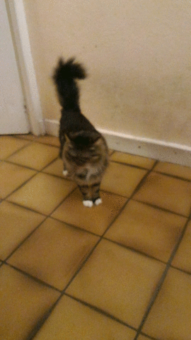 Cat priority GIF - Find on GIFER