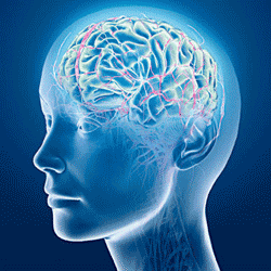 GIF neuroscience - animated GIF on GIFER