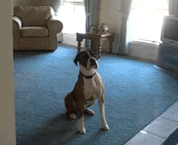 GIF american pie puppy cute dog - animated GIF on GIFER