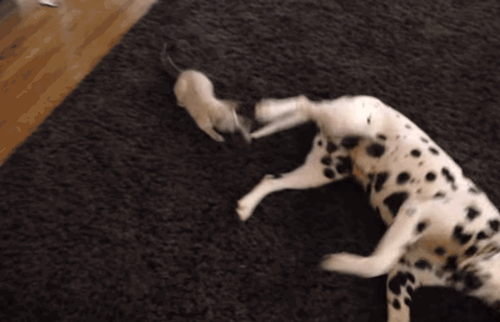 Gif De Perro Que Salta Y Falla Sorpresa Al Llegar A Casa Y Ver Lo Que