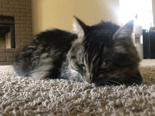 Supercar koenigsegg car GIF - Find on GIFER