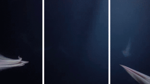 GIF islam couple spells - animated GIF on GIFER