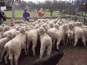 GIF animals dogs crowd surfing - animated GIF on GIFER