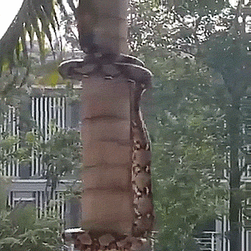 GIF tree shake roll - animated GIF on GIFER