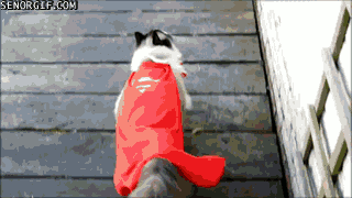 Cat cats super GIF - Find on GIFER