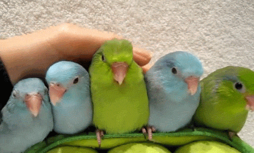 Bird five GIF on GIFER - by Kiririn