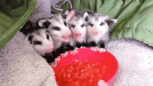 Opossum watermelon GIF - Find on GIFER