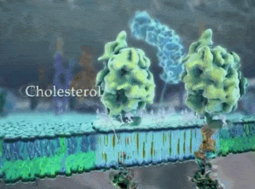 Membrane model GIF - Find on GIFER