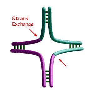 GIF dna chromosome biochemistry - animated GIF on GIFER