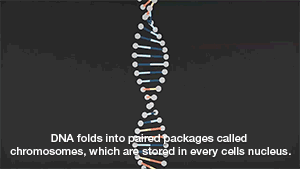 Biochemistry science dna GIF - Find on GIFER