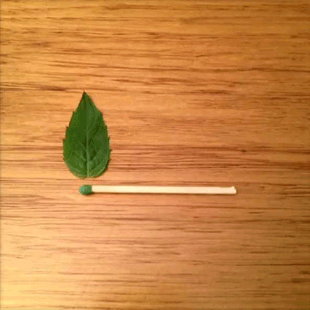World people fern GIF - Find on GIFER