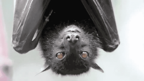 Bat gum GIF on GIFER - by Bulanim