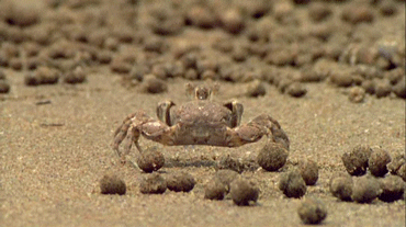 Yes hey crab GIF on GIFER - by Truehammer