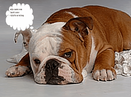 Bulldog GIF on GIFER - by Ceron