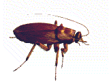Cockroaches images mania GIF - Find on GIFER