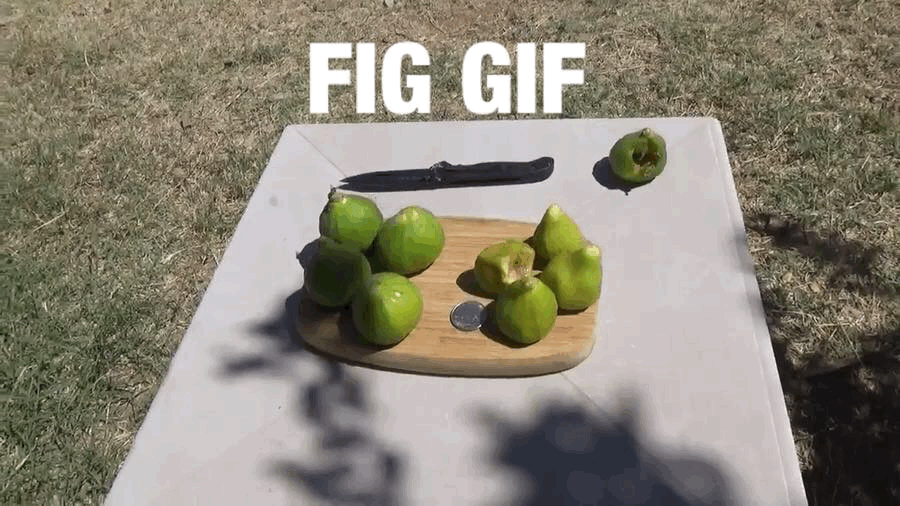 GIF fig - animated GIF on GIFER
