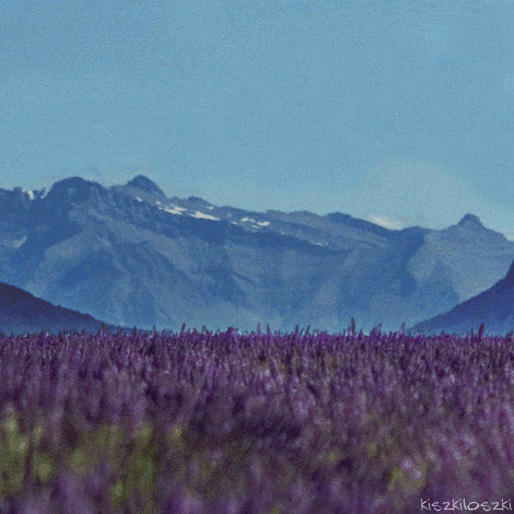 Kiszkiloszki skeleton fairy nihilism GIF - Find on GIFER