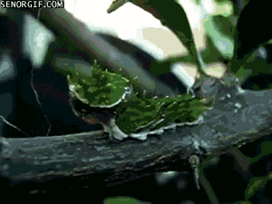 Animals cute weird GIF on GIFER - by Shalimath