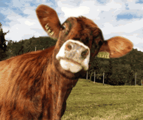 Cow GIF on GIFER - by Felogas
