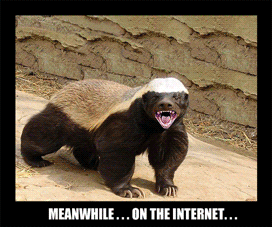 GIF grumpy cat honey badger internet - animated GIF on GIFER - by Perikelv