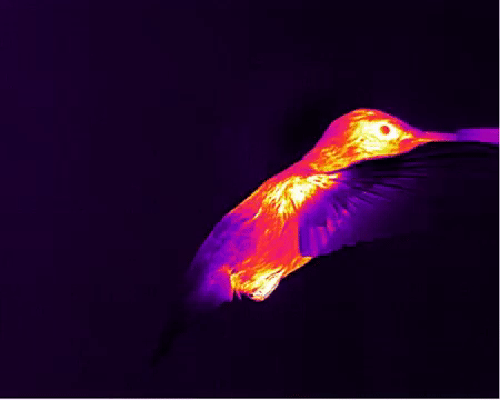 Infrared bird love GIF - Find on GIFER