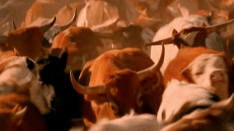 GIF stampede chris ledoux - animated GIF on GIFER