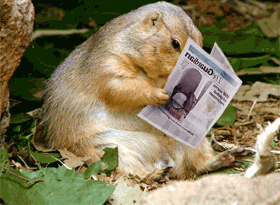 GIF badger - animated GIF on GIFER - by Majar