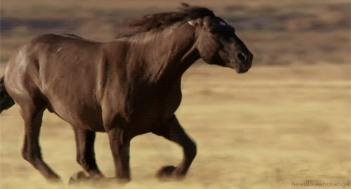 Freedom horse animals GIF on GIFER - by Nilazan