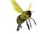 Insect GIF on GIFER - by Akinozshura
