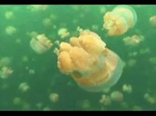 Jellyfish GIF on GIFER - by Morluginn