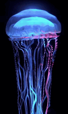 Transparent Jellyfish Tumblr Gif