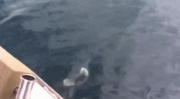 GIF mrw never use - animated GIF on GIFER