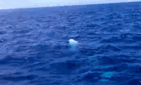 Orca GIF - Find on GIFER