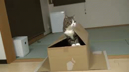 Maru The Cat Gif