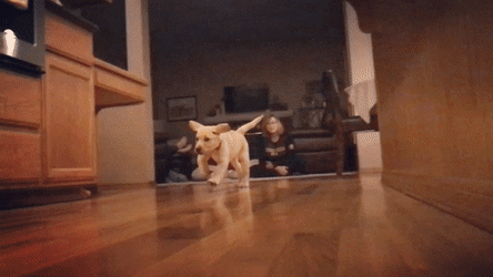 GIF ruff mugger - animated GIF on GIFER