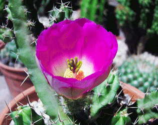 GIF garden pink green - animated GIF on GIFER