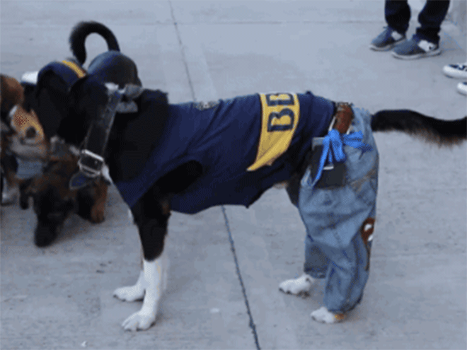 Dog clothes pick GIF - Find on GIFER