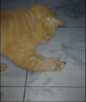Gif De Chien Qui Rit Chasse Au Canard 21 GIFs Con Reacciones Perfectas