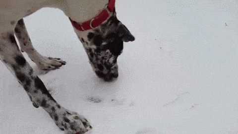 Dane snow GIF - Find on GIFER