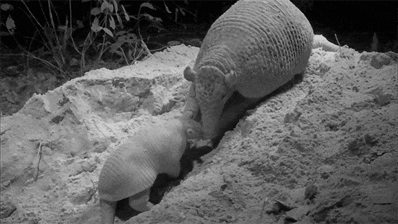 Nature armadillo GIF - Find on GIFER