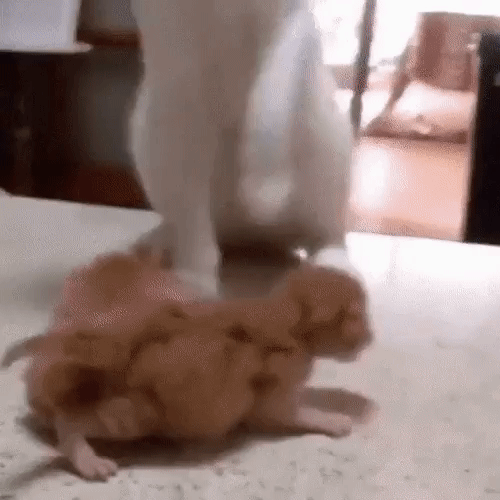 GIF sour patch ego sour - animated GIF on GIFER