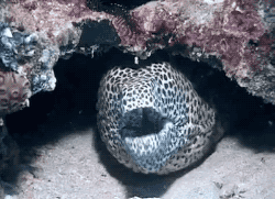 Animals eel GIF - Find on GIFER
