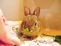 GIF animals eating hungry - animated GIF on GIFER - by Balace