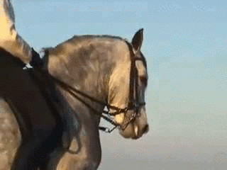 Gif De Saut De Cheval Tumblr