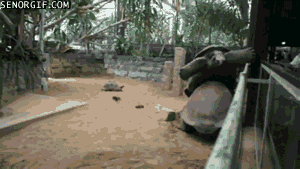 Animals fail fall GIF - Find on GIFER