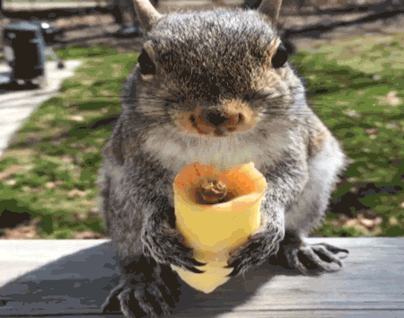 Wrap eating squirrel GIF on GIFER - by Kigat