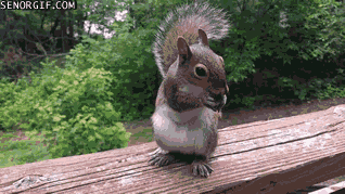 GIF squirrel chilling eating - animated GIF on GIFER - by Beabandis