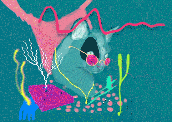 Cat fashion party GIF - Find on GIFER