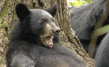 Sneezing tired bear GIF on GIFER - by Perirgas
